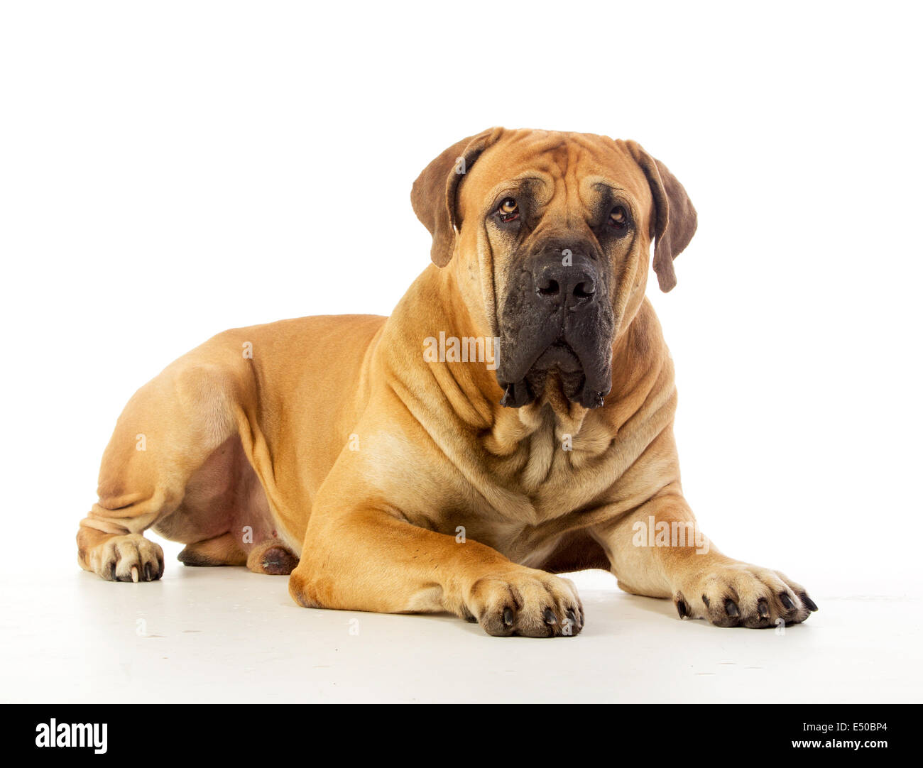 South African Boerboel Old Bulldogs