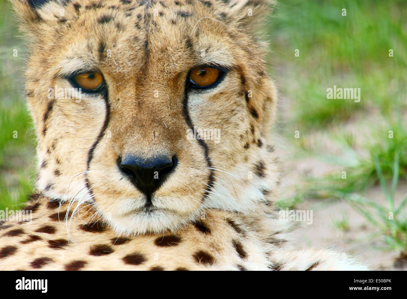 Acinonyx hi-res stock photography and images - Alamy