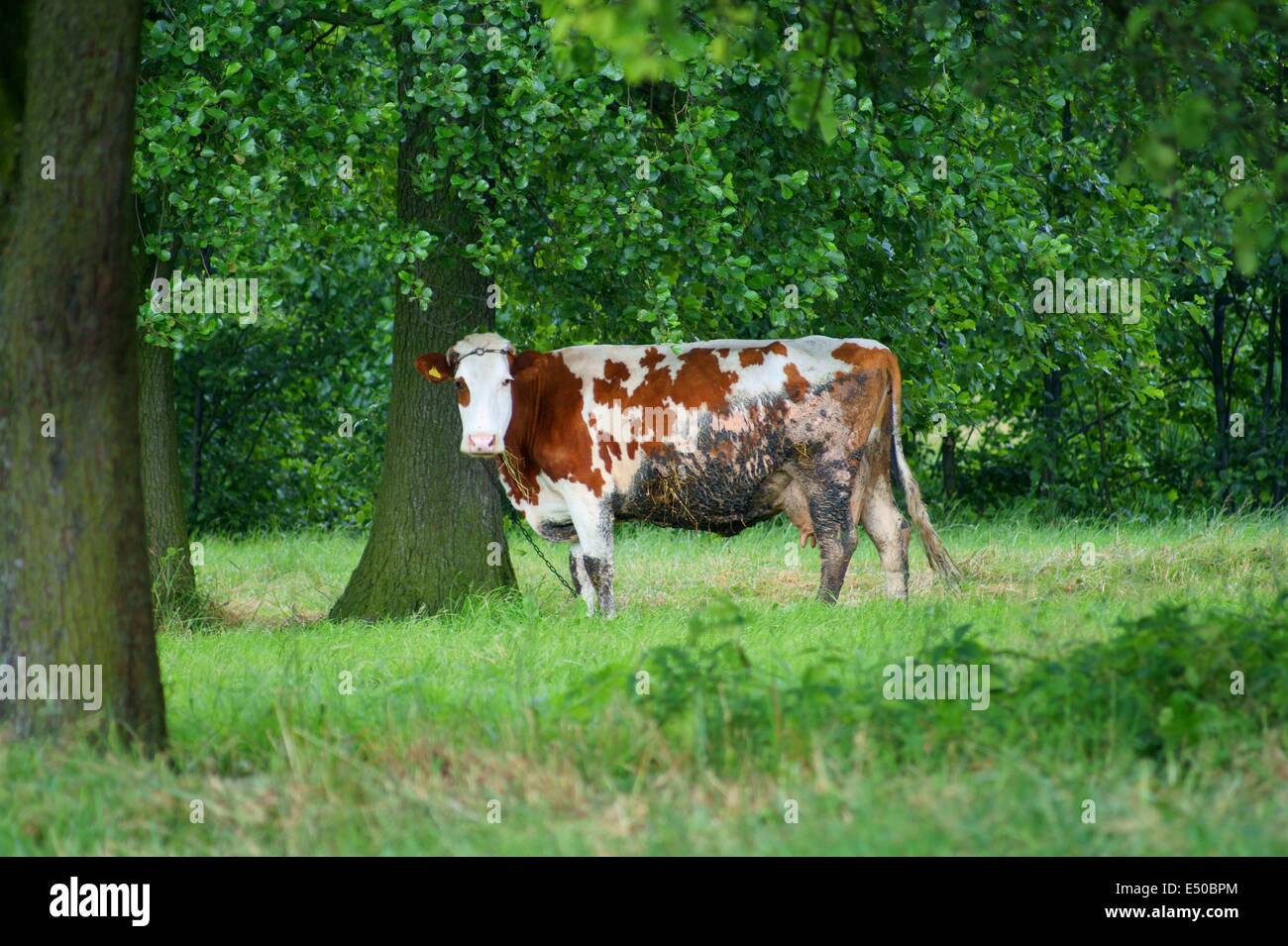 Cow in green field Stock Photo - Alamy