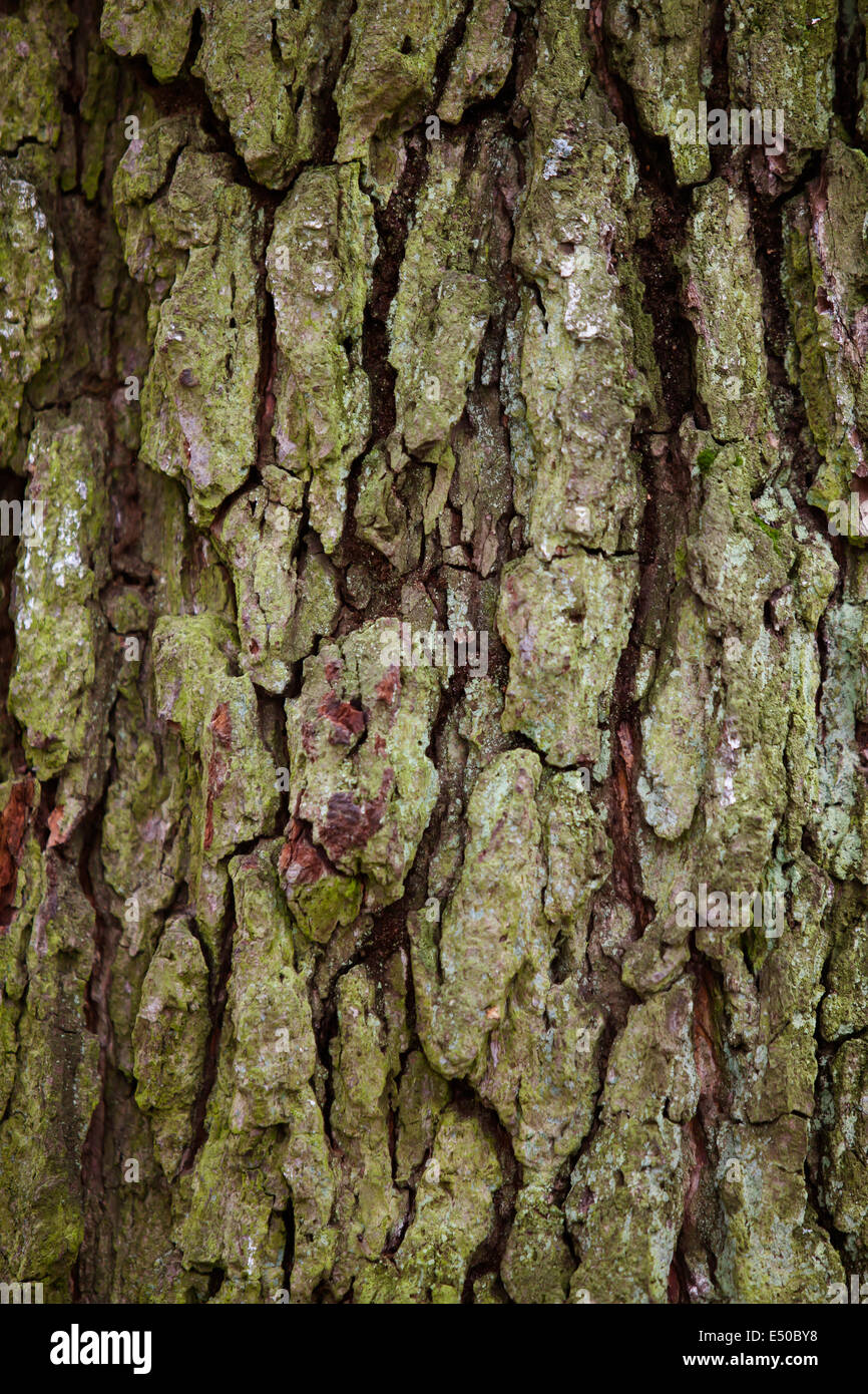 Detail of texture hi-res stock photography and images - Alamy