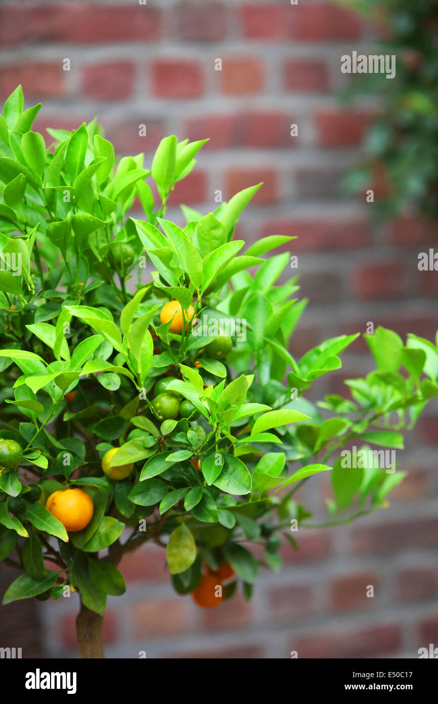 Small growing tree hi-res stock photography and images - Alamy