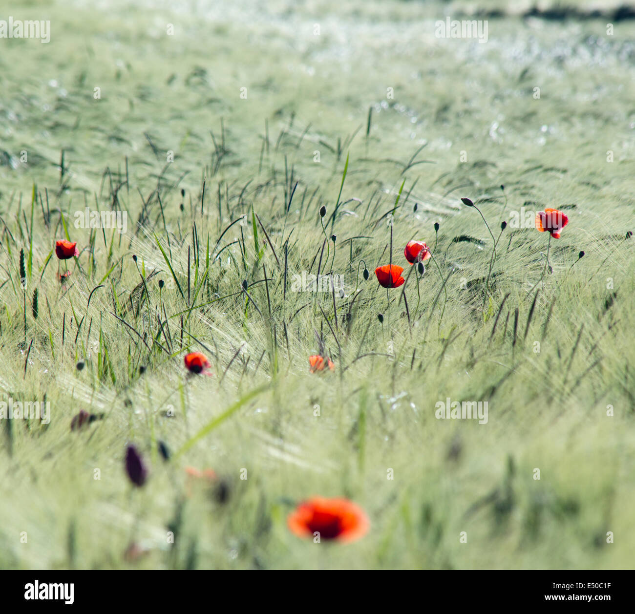 Amapola field feld campo hi-res stock photography and images - Alamy