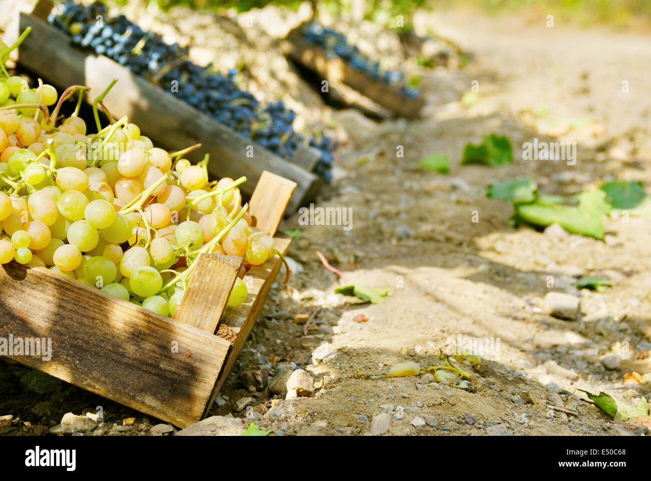 Full wooden boxes with grape bunches Stock Photo - Alamy