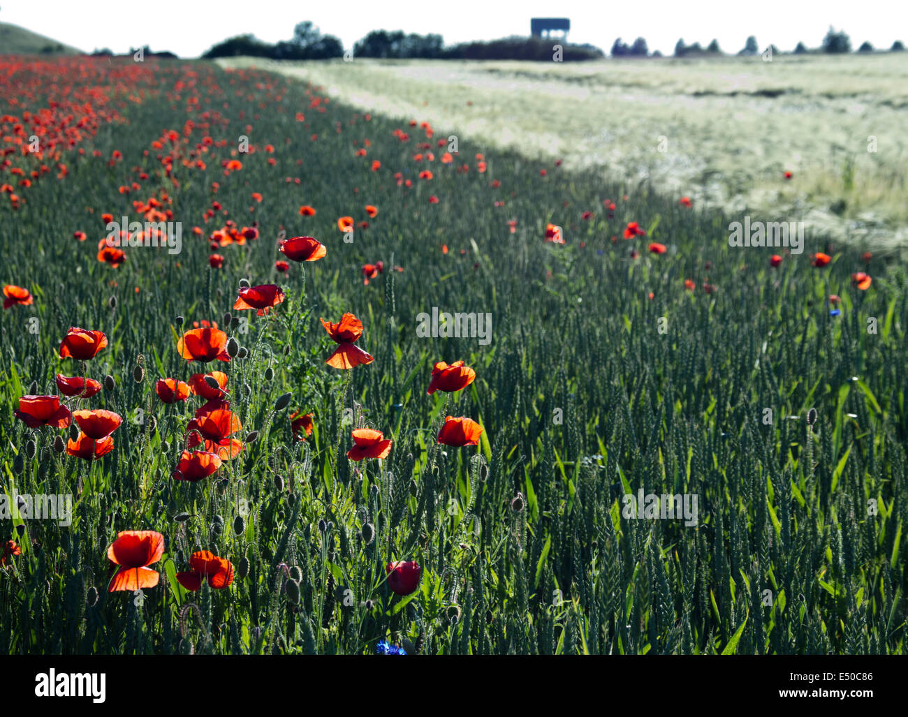 Amapola field feld campo hi-res stock photography and images - Alamy