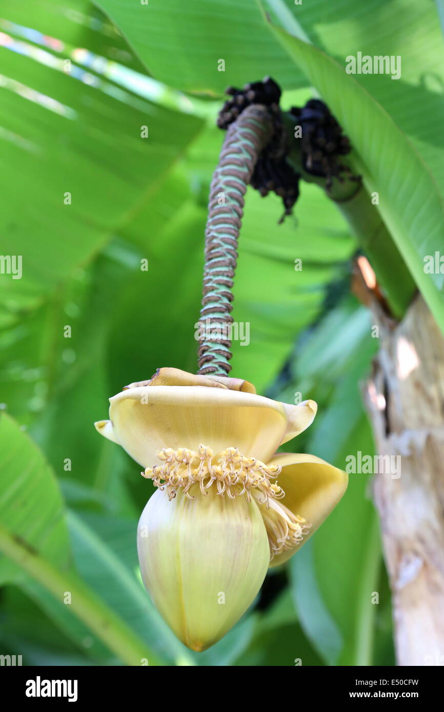 Bananenfarm hi-res stock photography and images - Alamy