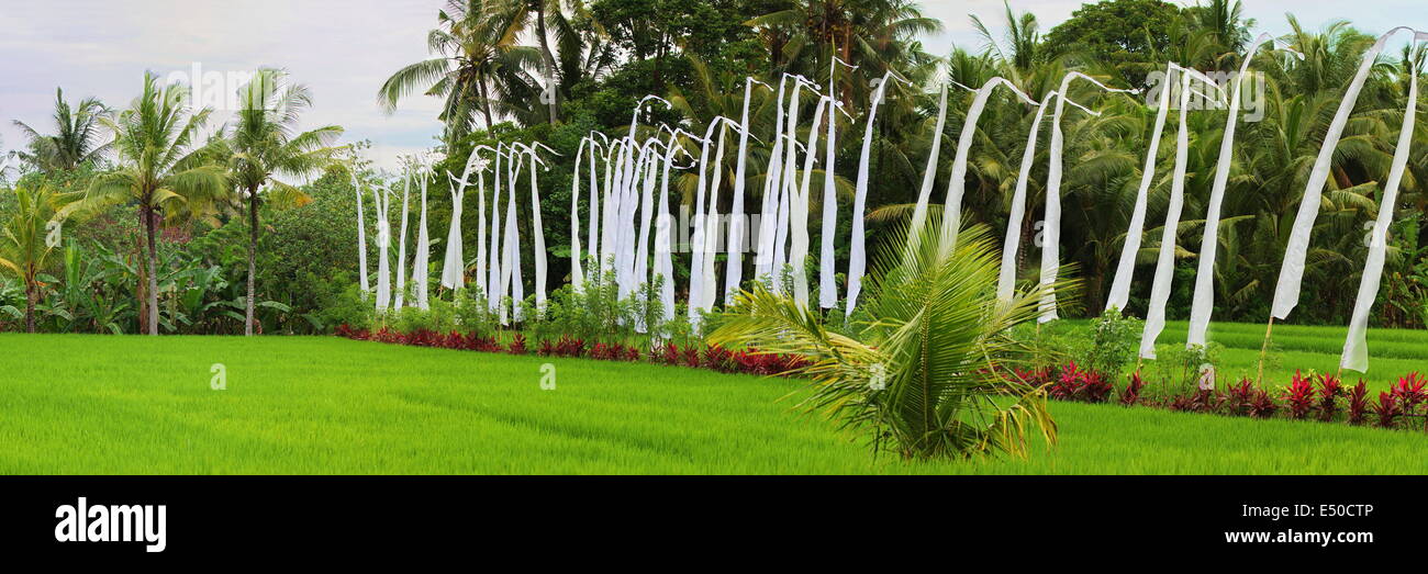 White Bali flags in a row in a rice field Stock Photo - Alamy