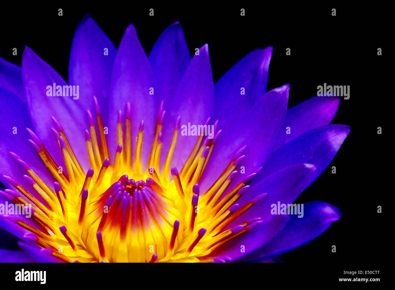 Lilie pond hi-res stock photography and images - Alamy