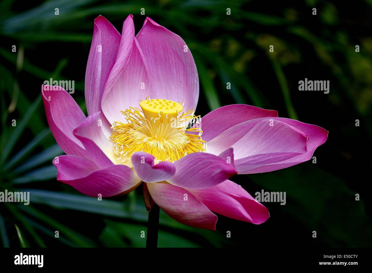 Holy lotus flower hi-res stock photography and images - Alamy