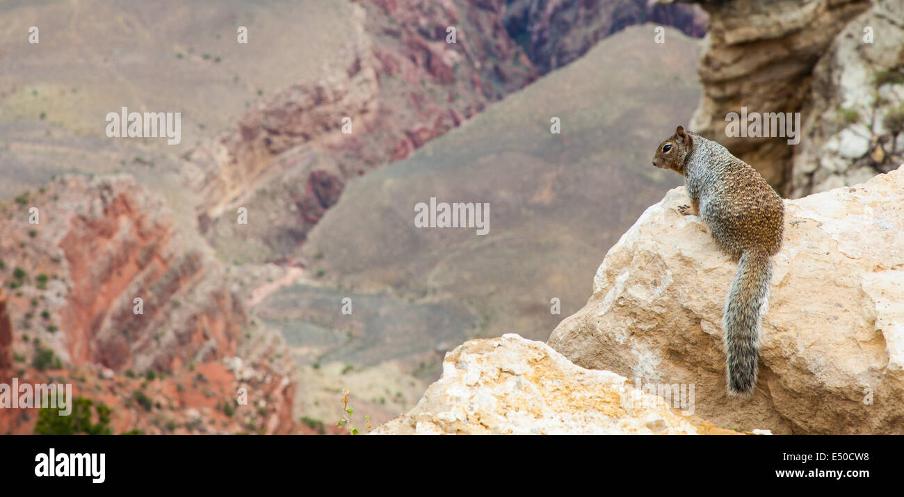 Rock squirrel grand canyon hi-res stock photography and images - Alamy