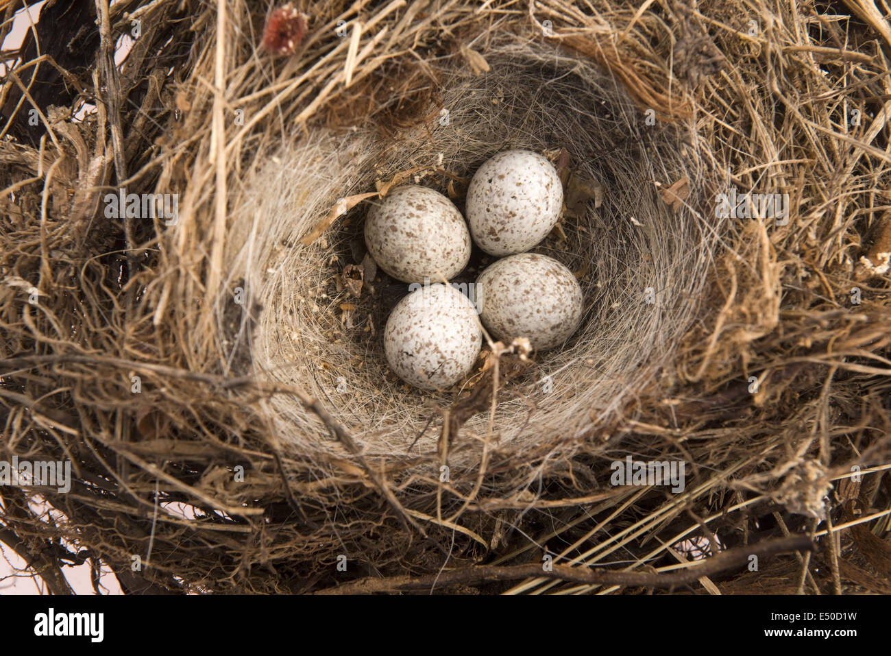 Detail of bird eggs in nest Stock Photo - Alamy