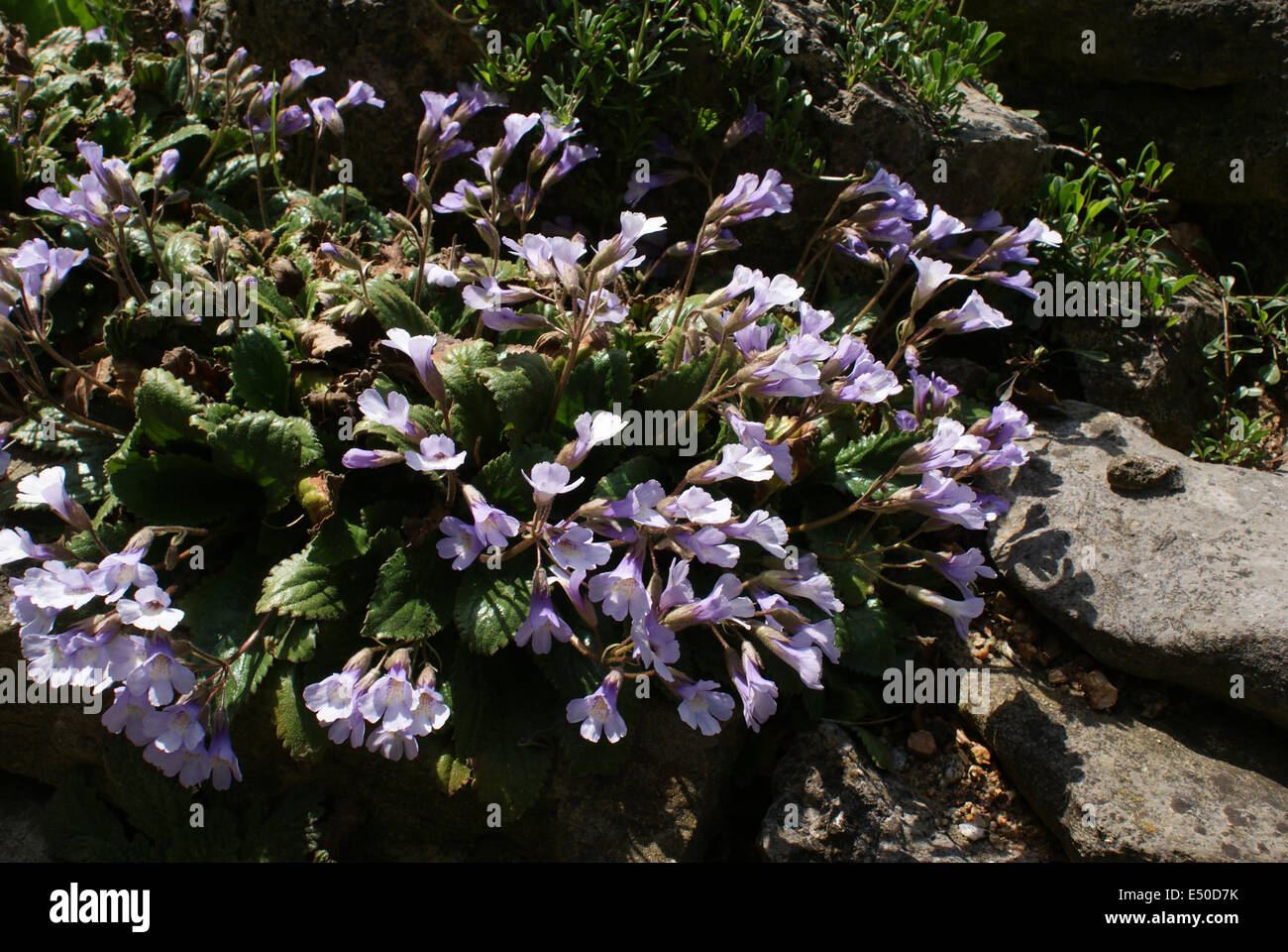 Ramonda myconi hi-res stock photography and images - Alamy