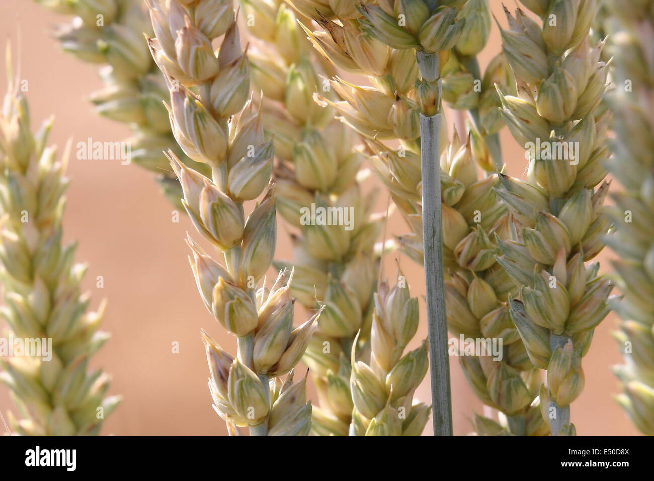Weizen pflanzen hi-res stock photography and images - Alamy