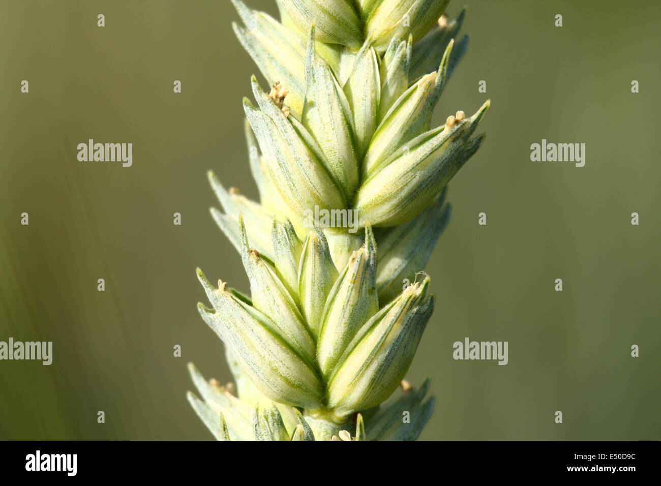 Anbau weizen hi-res stock photography and images - Alamy