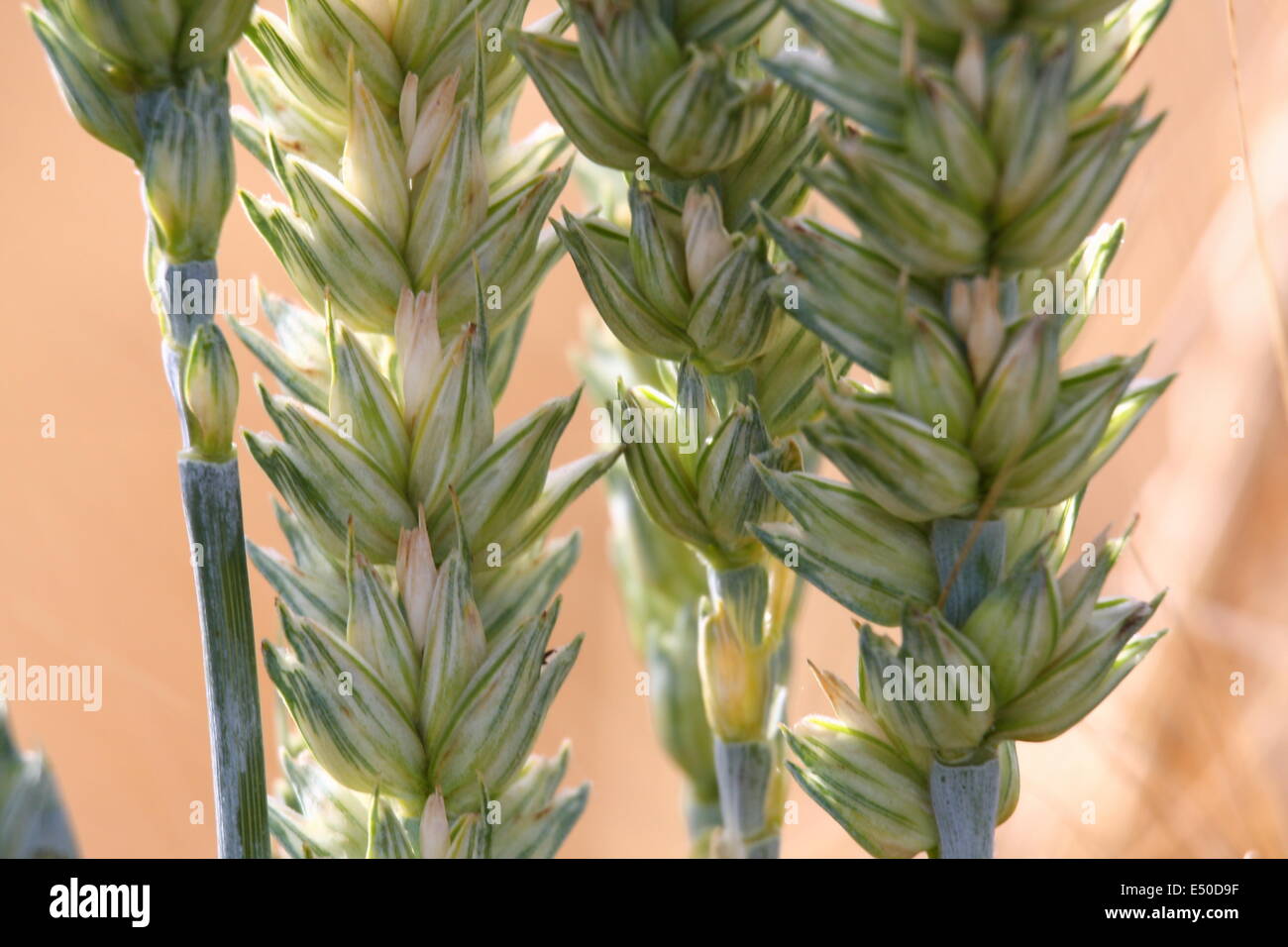 Weizen hi-res stock photography and images - Alamy