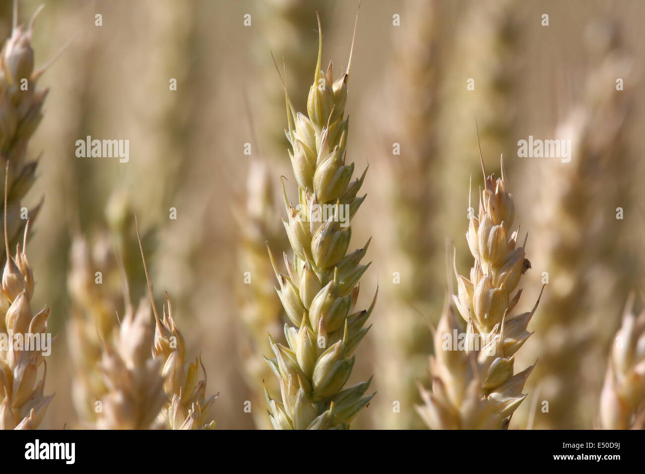 Weizen acker hi-res stock photography and images - Alamy