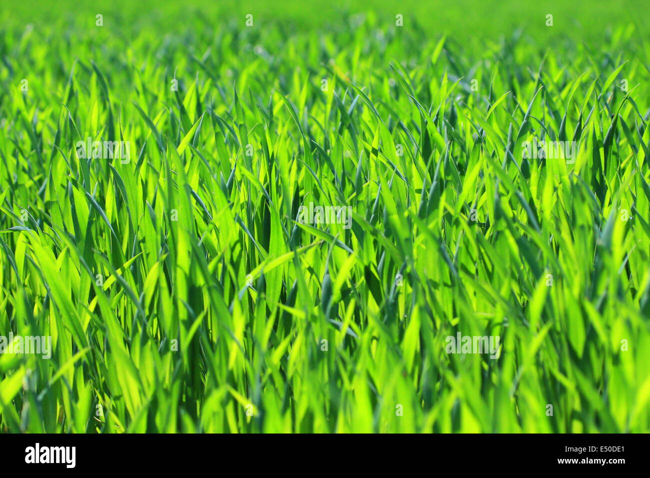 Gras stalk hi-res stock photography and images - Alamy