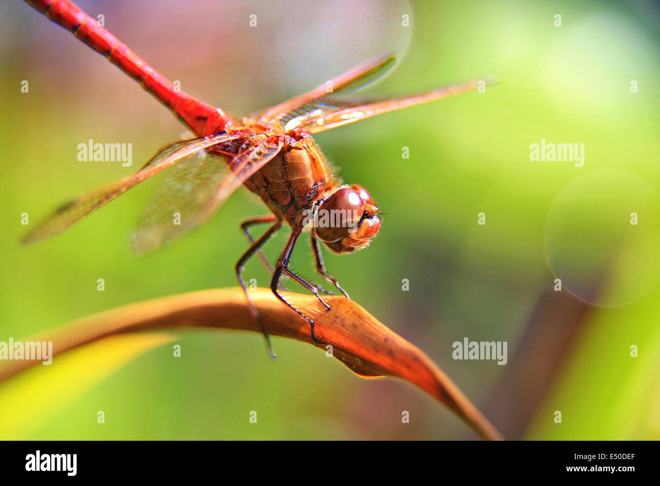 Libelle fliegen hi-res stock photography and images - Alamy