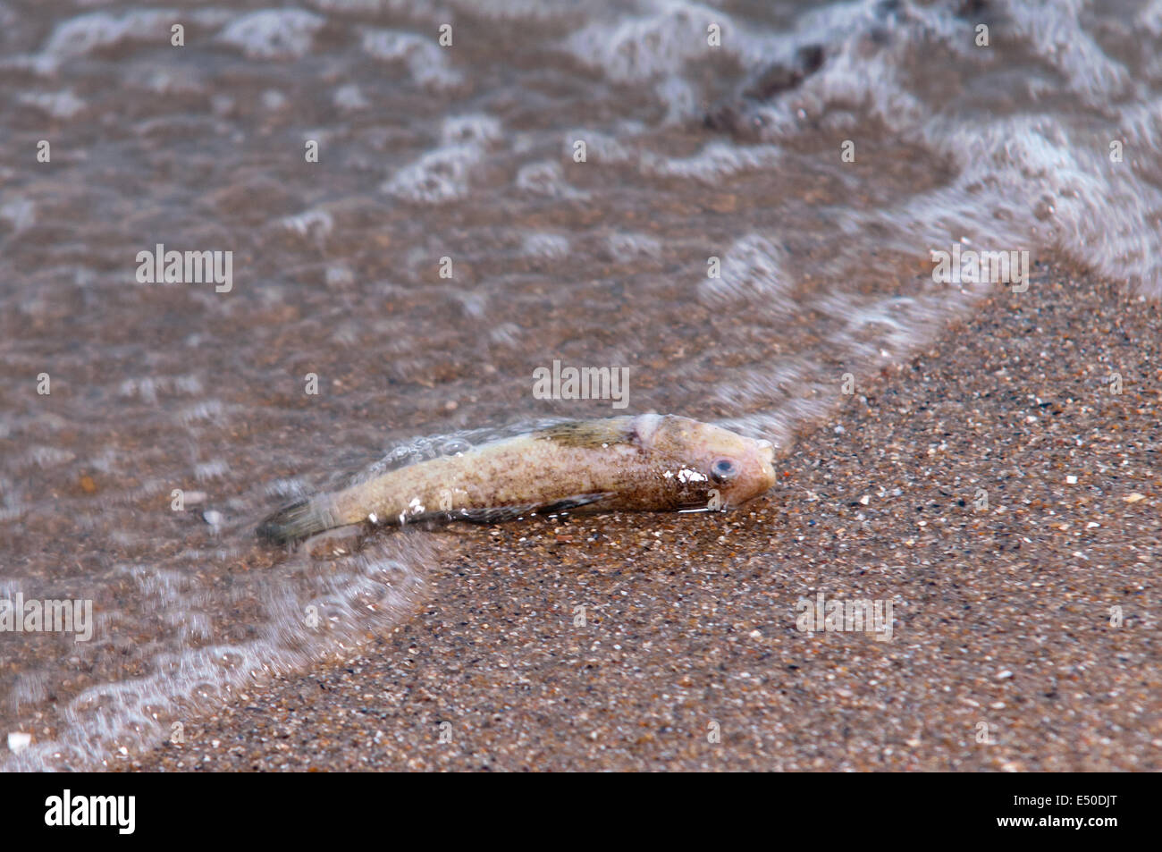 Fish kill coastal hi-res stock photography and images - Alamy