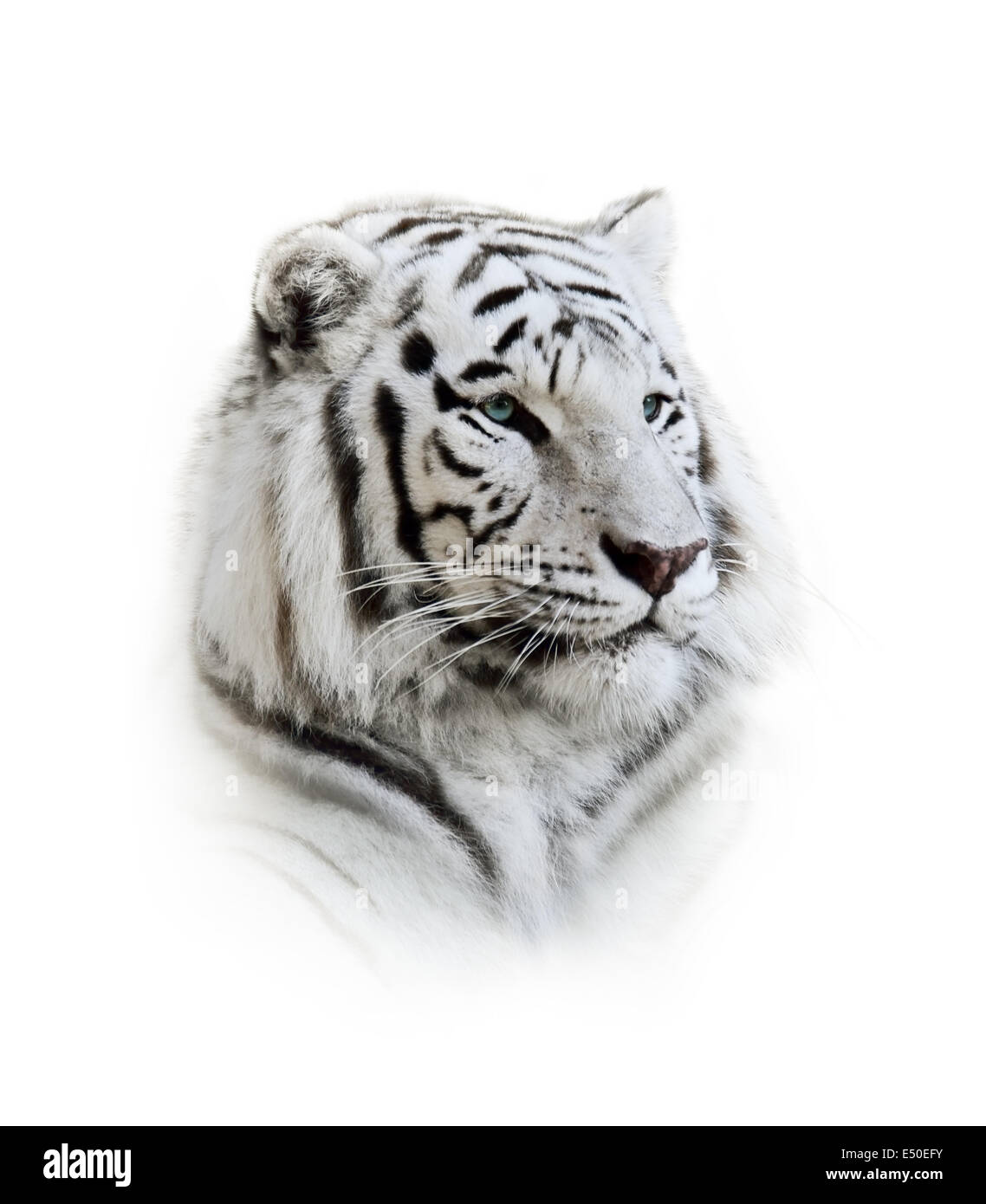 White Bengal Tiger Portrait Stock Photo - Alamy
