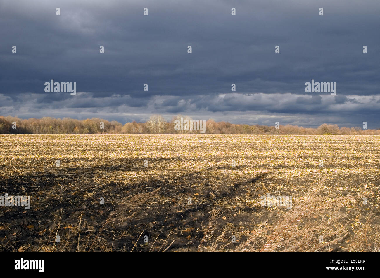 field and forest Stock Photo - Alamy