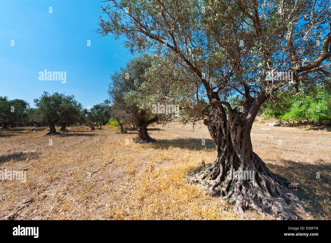 Olive farming palestine hi-res stock photography and images - Alamy