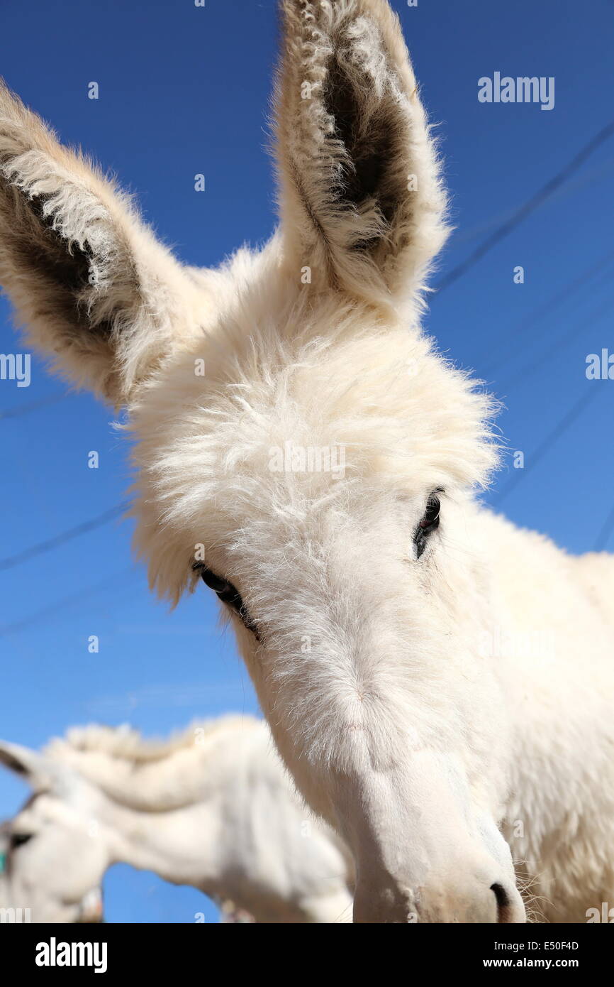 Esel tiere hi-res stock photography and images - Alamy