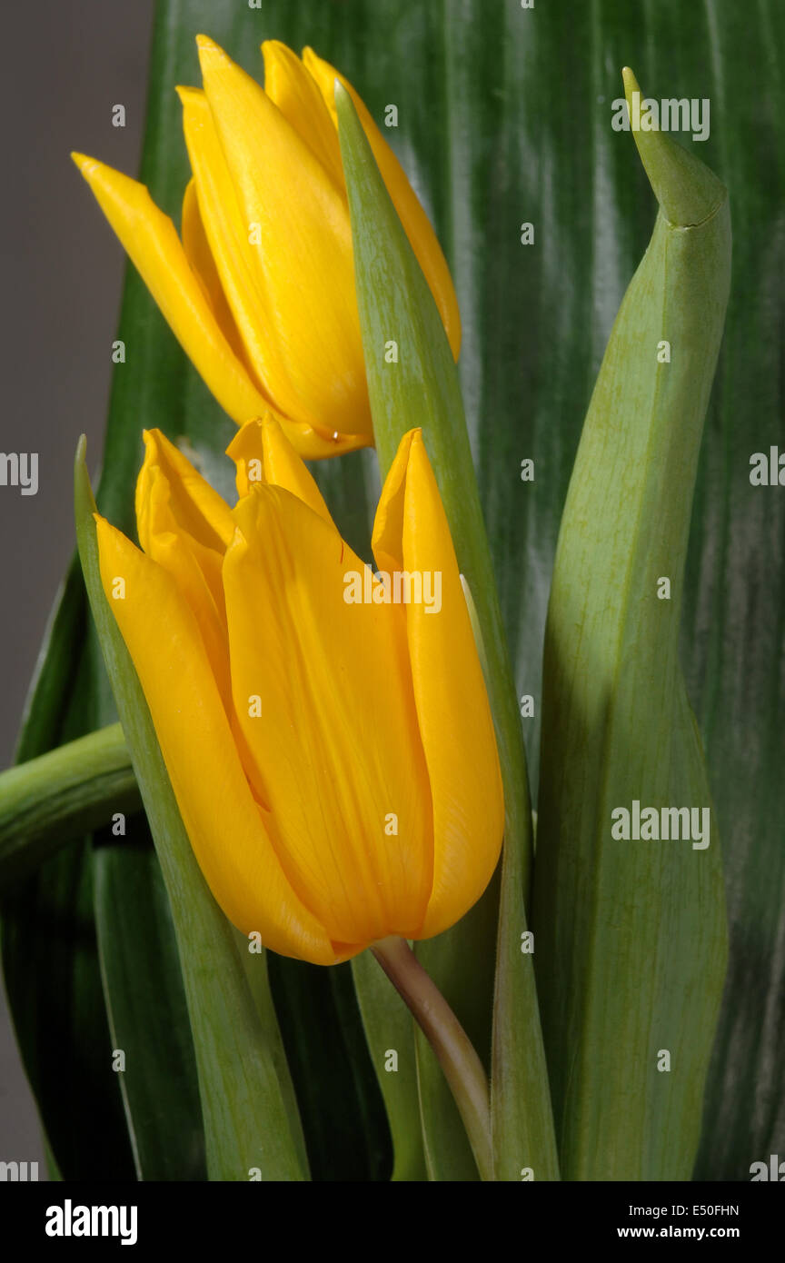 boquet of tulips macro Stock Photo - Alamy