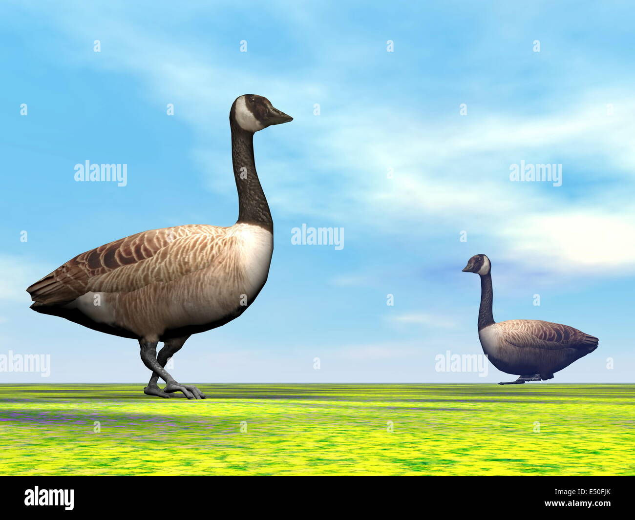 Canadian geese - 3D render Stock Photo - Alamy