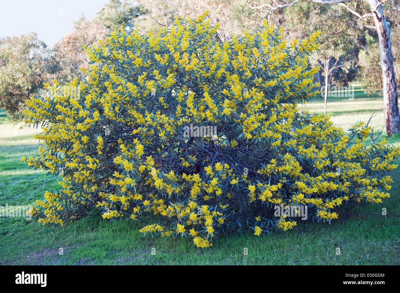Australian acacia wattle bush hi-res stock photography and images - Alamy