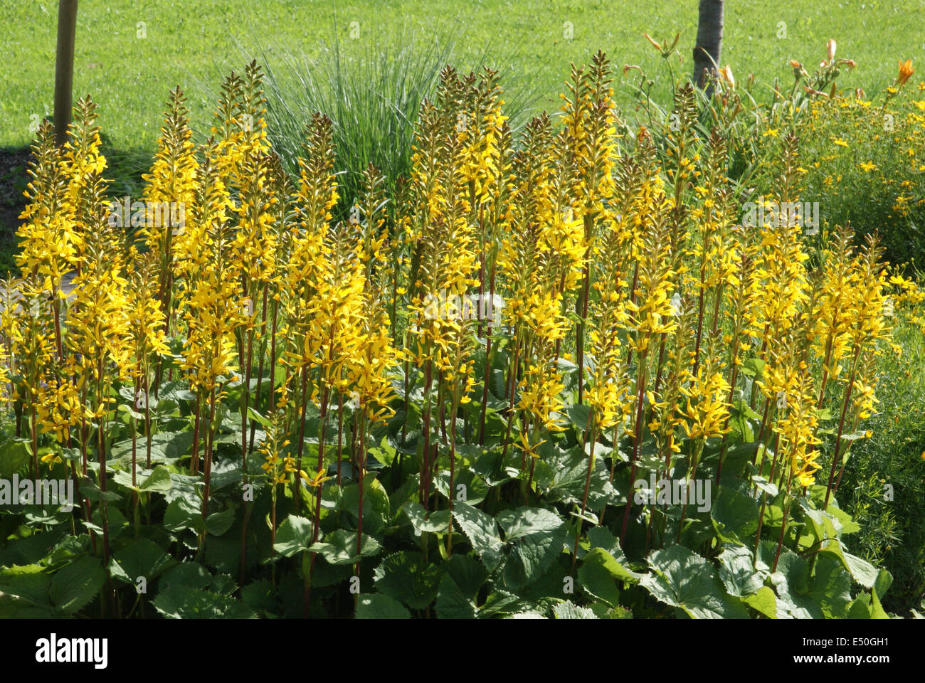 Leopard plant hi-res stock photography and images - Alamy