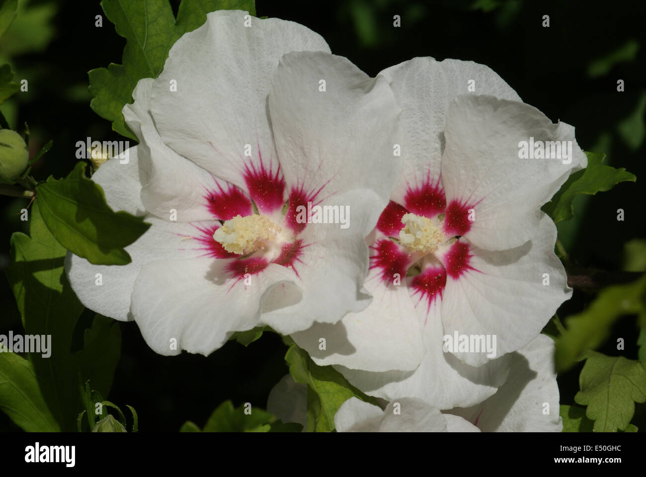 Shrub althea hi-res stock photography and images - Alamy