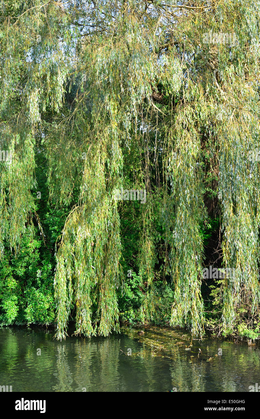 Willow tree closeup branches leaves hi-res stock photography and images ...