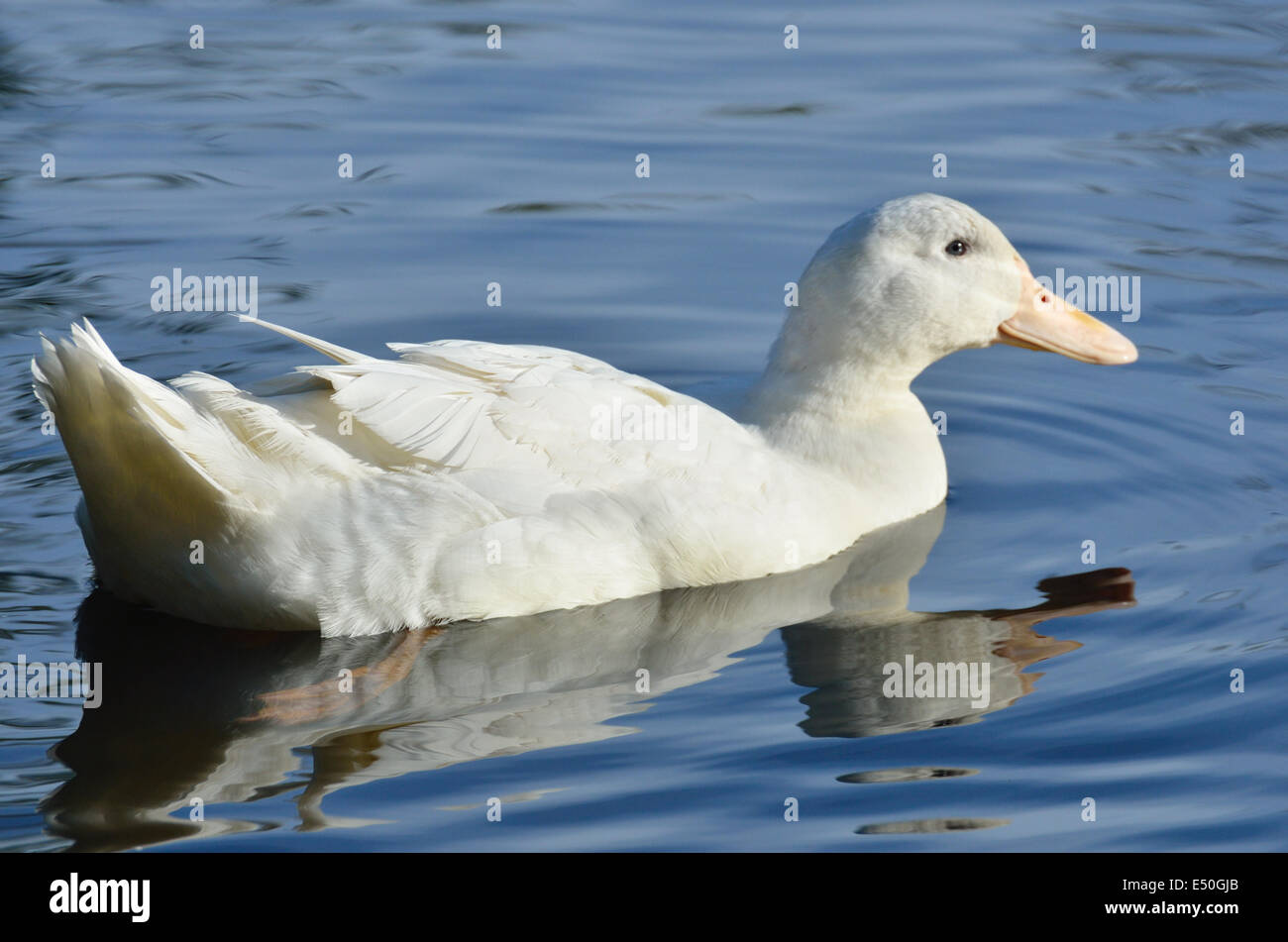 Aylesbury duck hi-res stock photography and images - Alamy