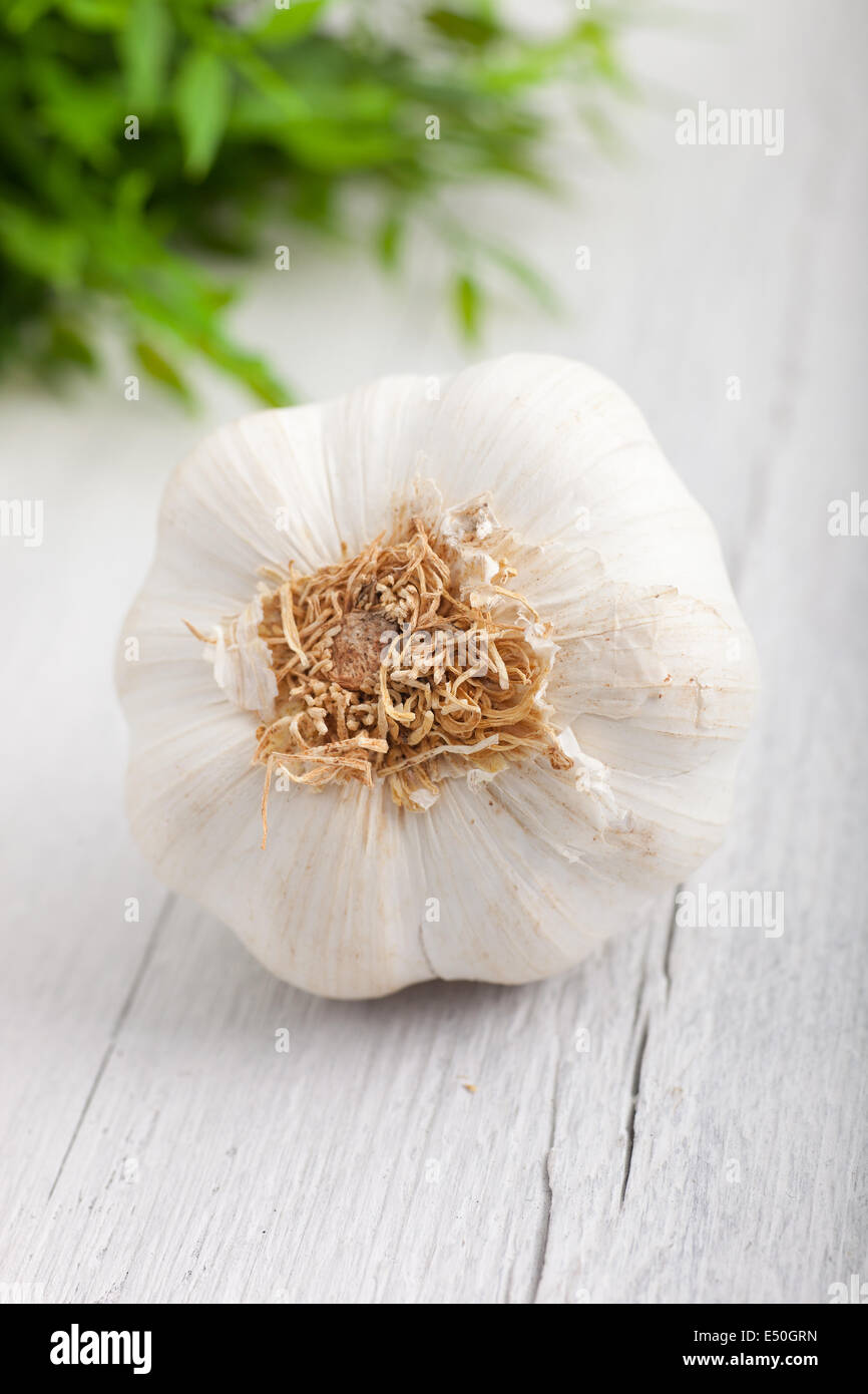 Whole bulb hi-res stock photography and images - Alamy