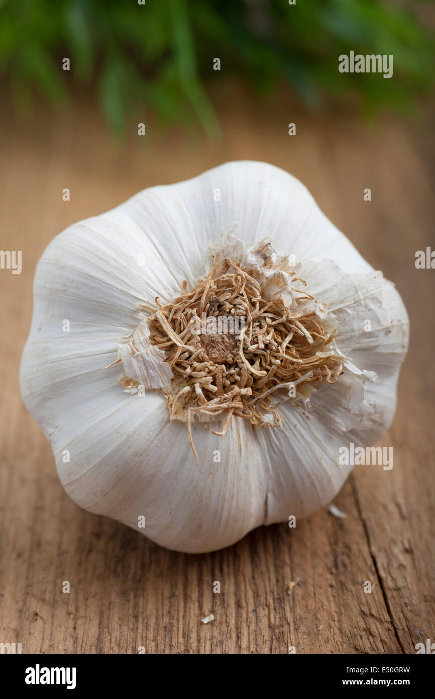 Bulb of fresh garlic Stock Photo - Alamy