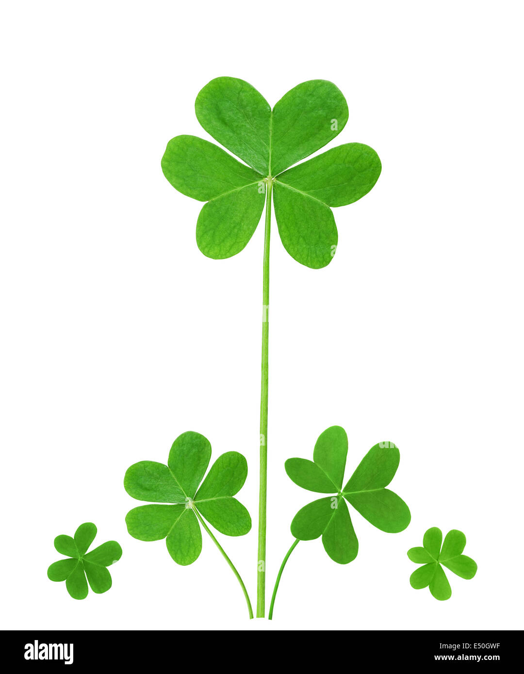 Clover backdrop hi-res stock photography and images - Alamy