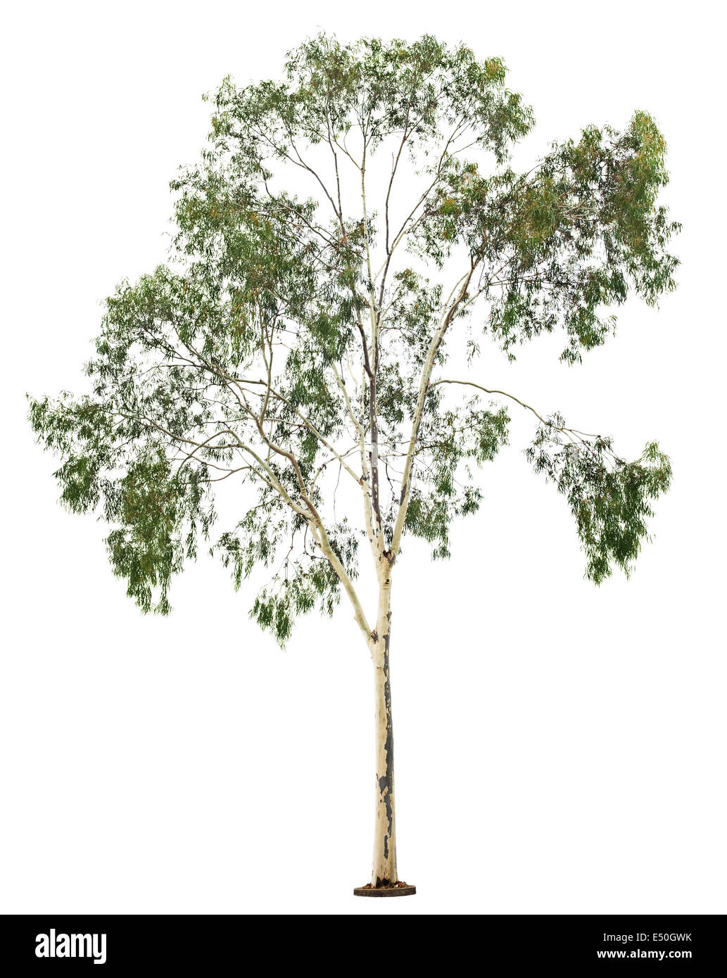 Tree on white background Stock Photo - Alamy