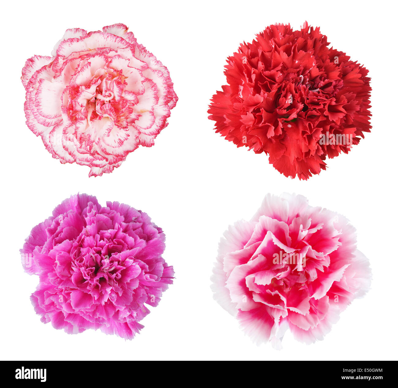 Carnation set hi-res stock photography and images - Alamy