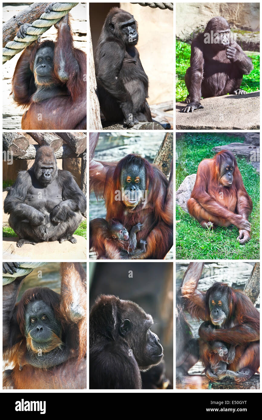 Big monkeys hi-res stock photography and images - Alamy