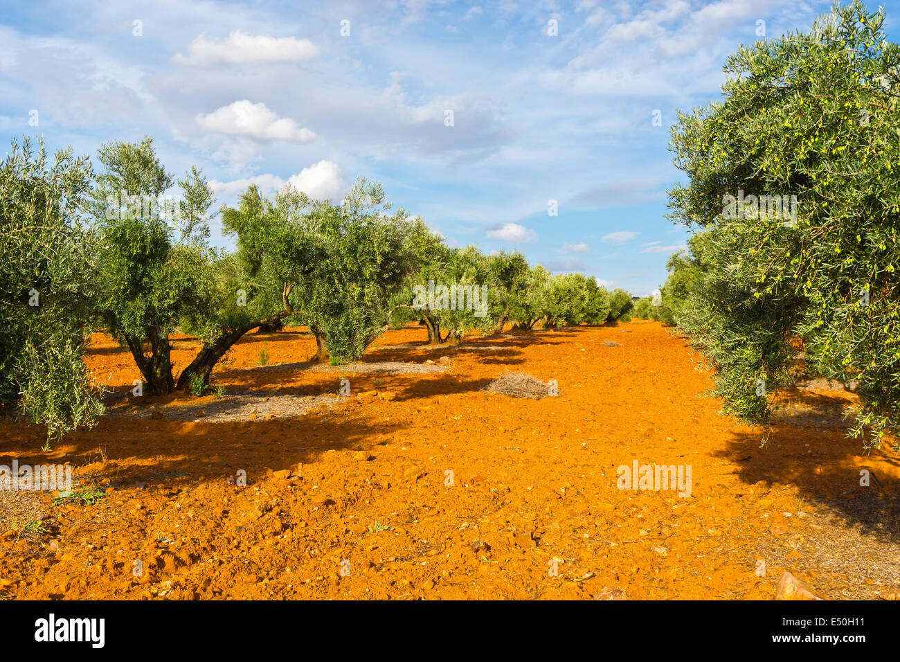 Olive sand hi-res stock photography and images - Alamy
