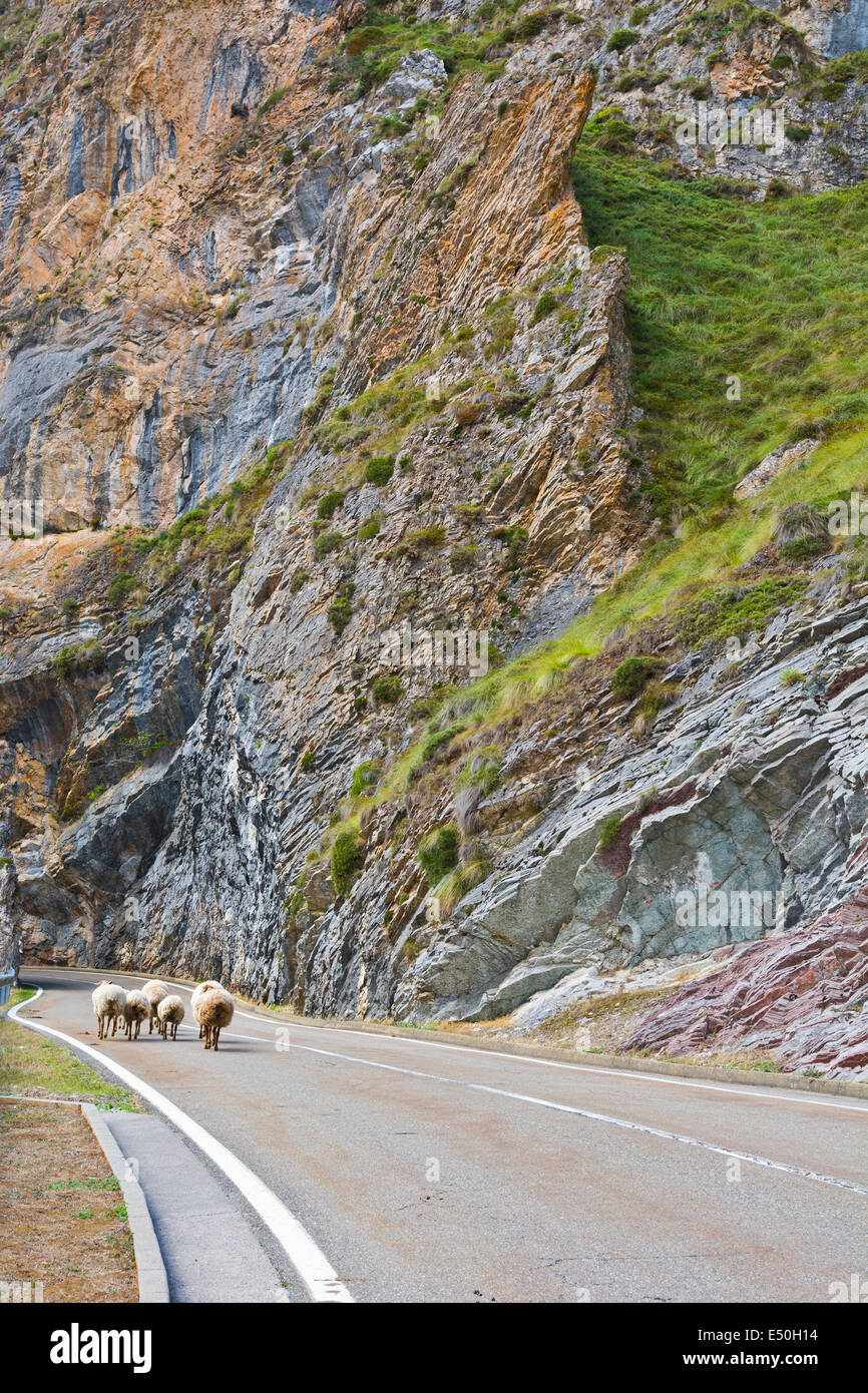 Empty sheep hi-res stock photography and images - Alamy