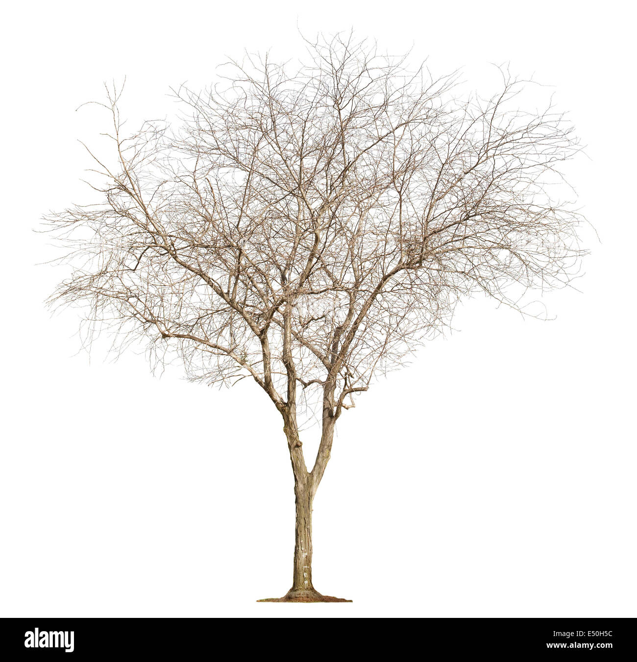 Tree on white background Stock Photo - Alamy