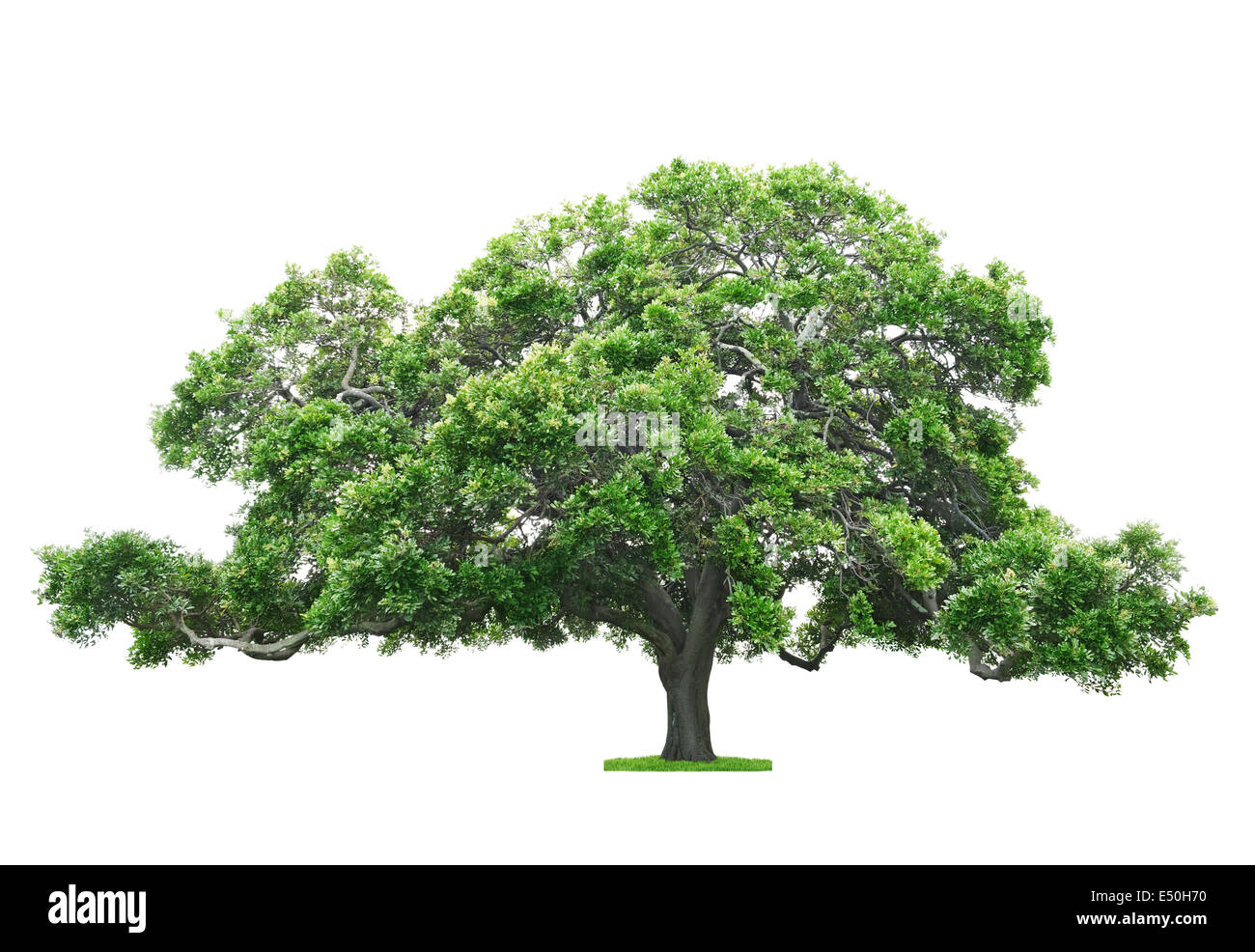 Tree on white background Stock Photo - Alamy