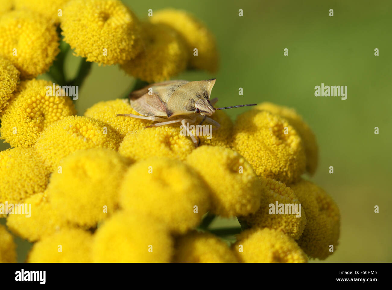 Shield bug on tansy Stock Photo - Alamy