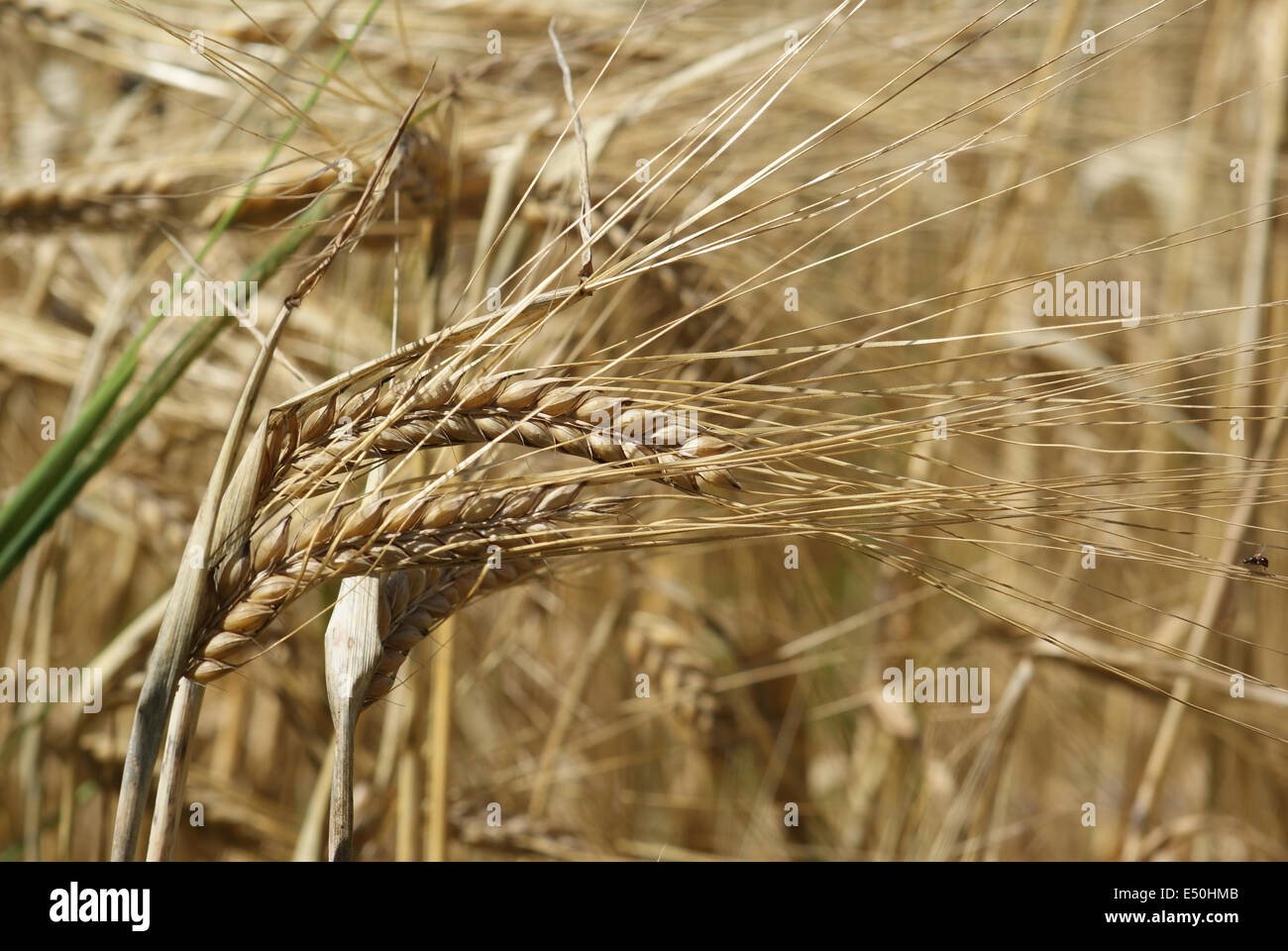 Barley hi-res stock photography and images - Alamy