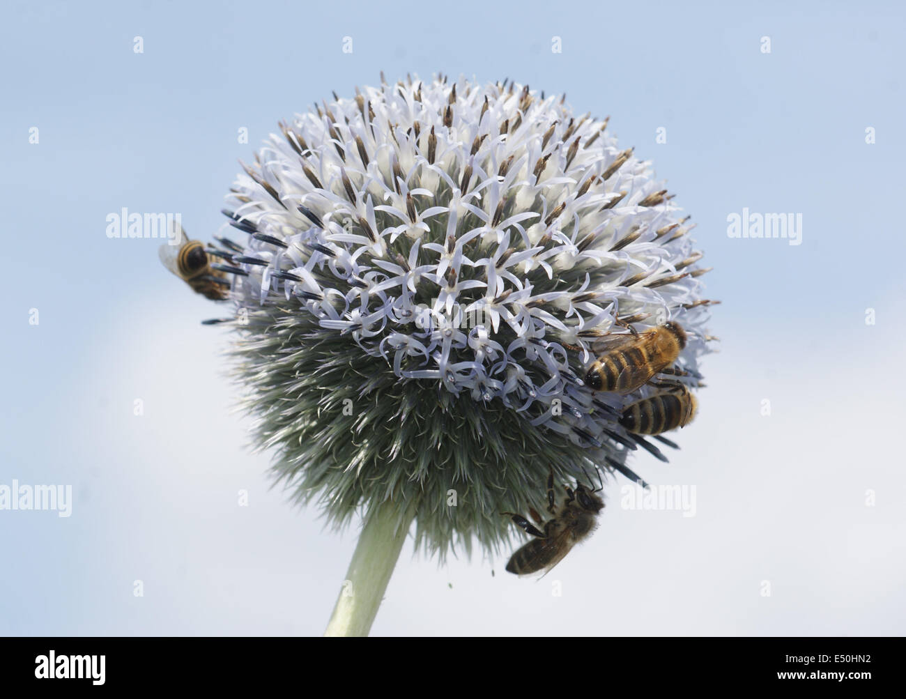 Globe thistle insects hi-res stock photography and images - Alamy