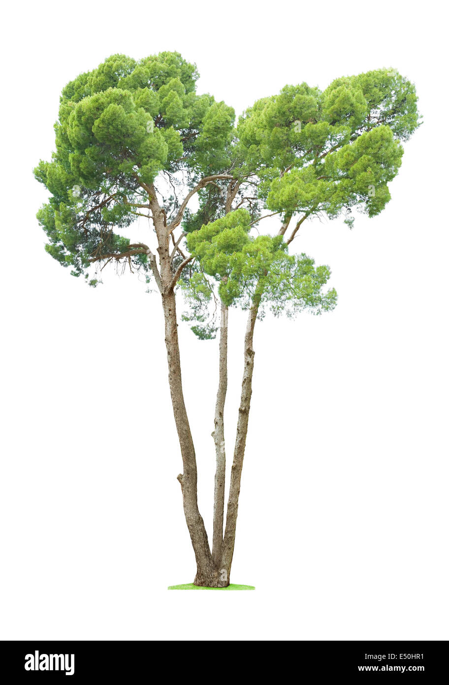 Tree on white background Stock Photo - Alamy