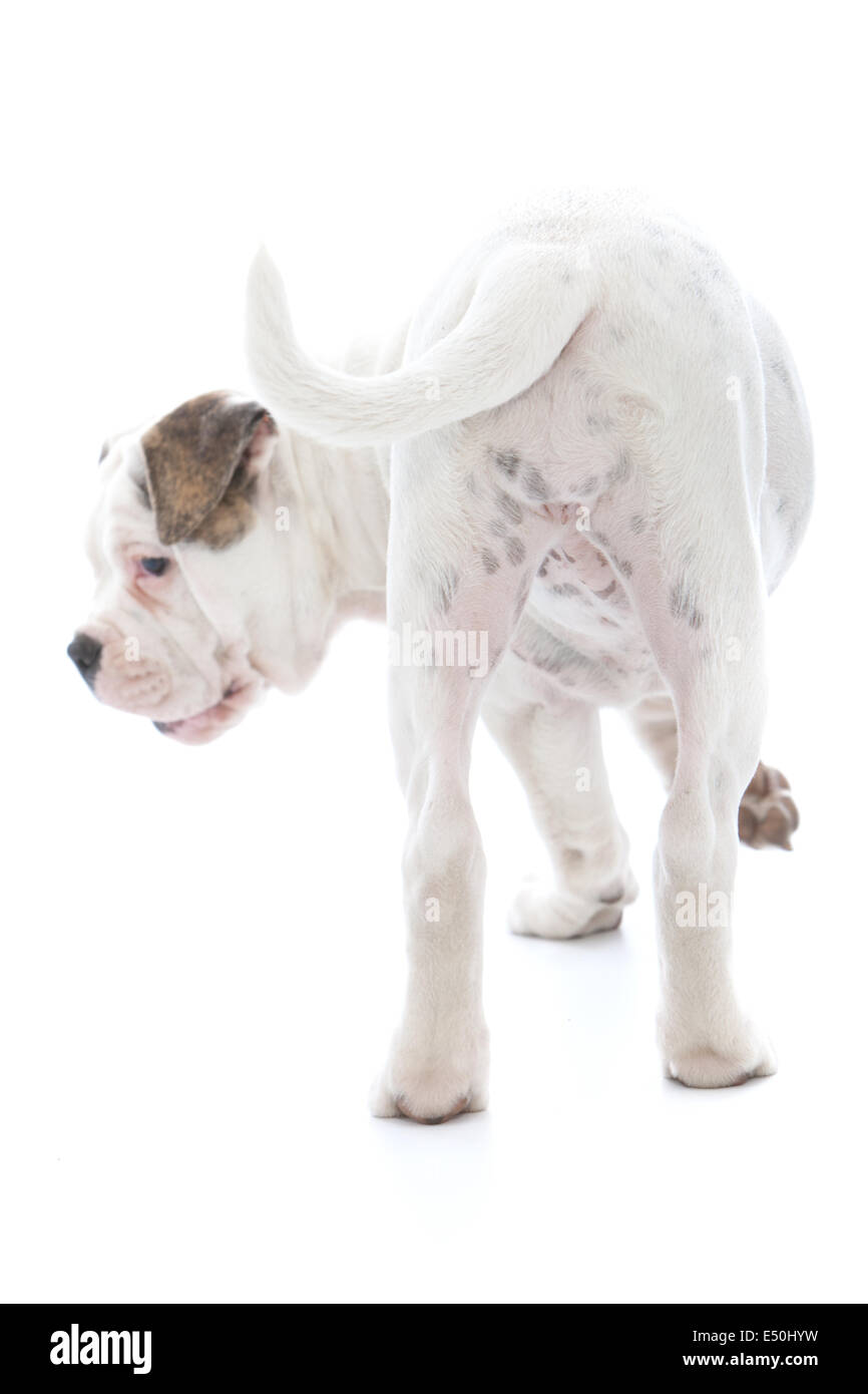 Wagging tail of a dog Stock Photo - Alamy