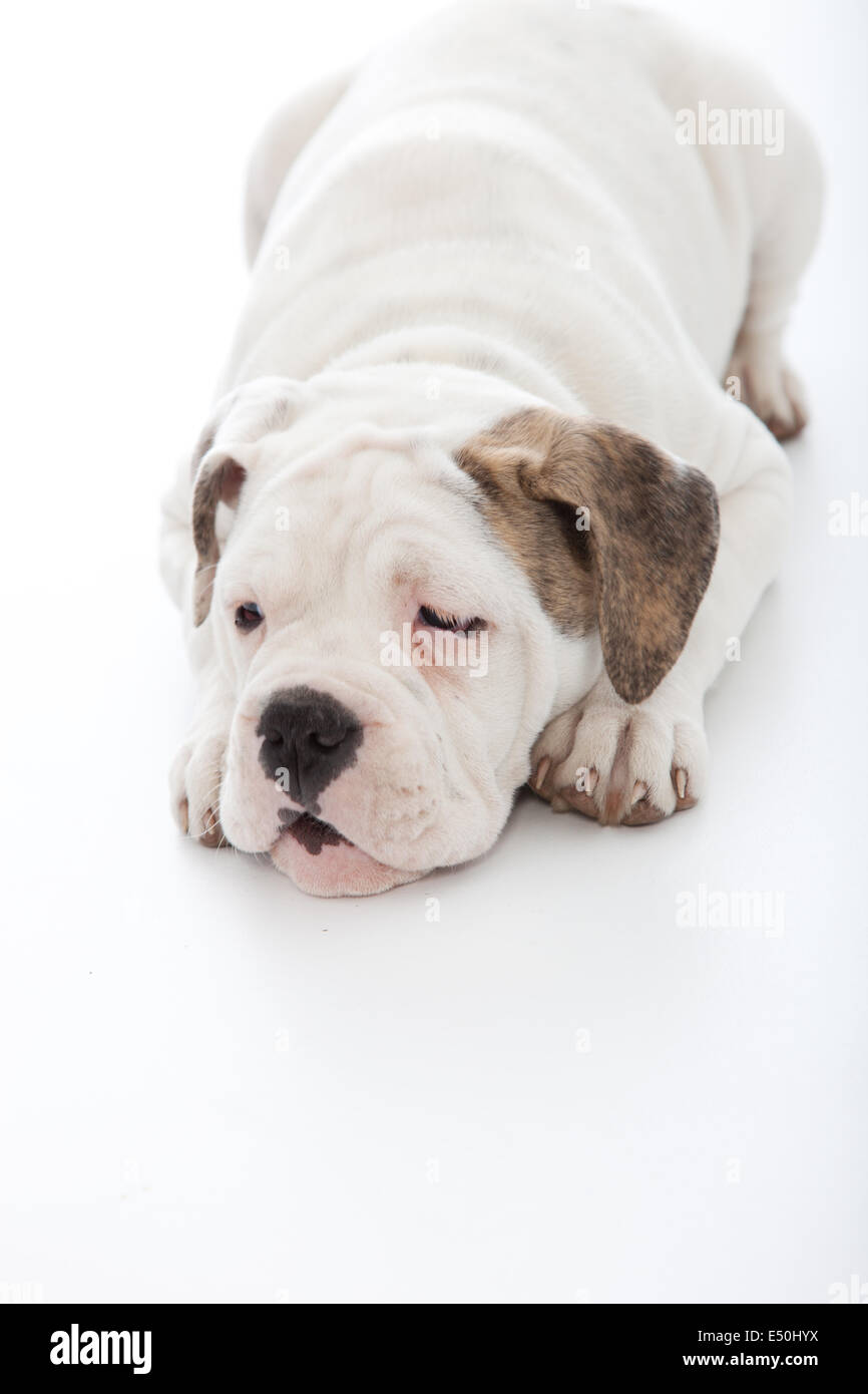 Nap with a dog hi-res stock photography and images - Alamy