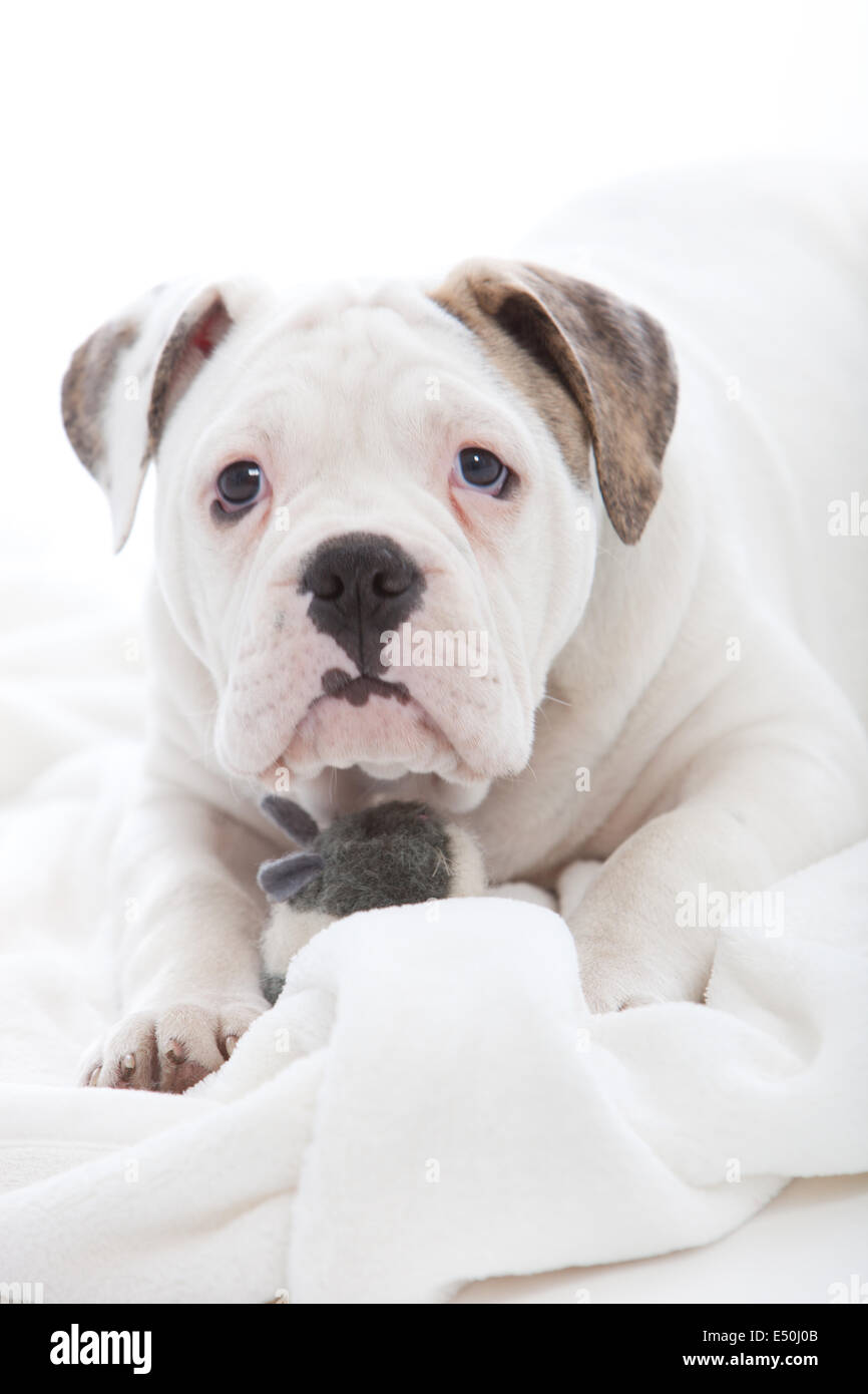 White dog with an adorable sad expression Stock Photo - Alamy